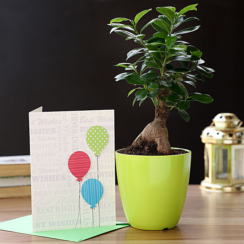 Buy/Send Exotic Ficus Ginseng Plant & Birthday Greetings Online- FNP