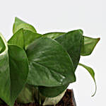 Buy/Send Spider Plant & Money Plant Combo In Mango Wood Planters Online ...